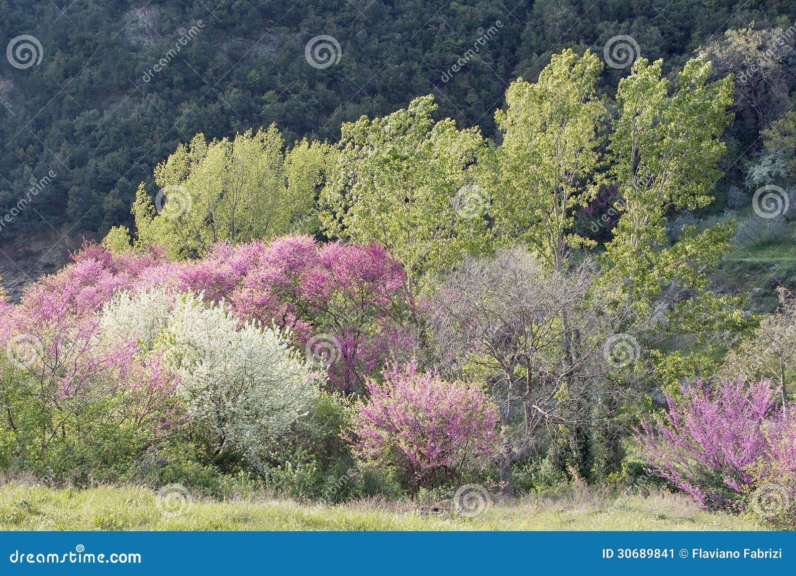 Colores de la primavera imagen de archivo. Imagen de colina - 30689841