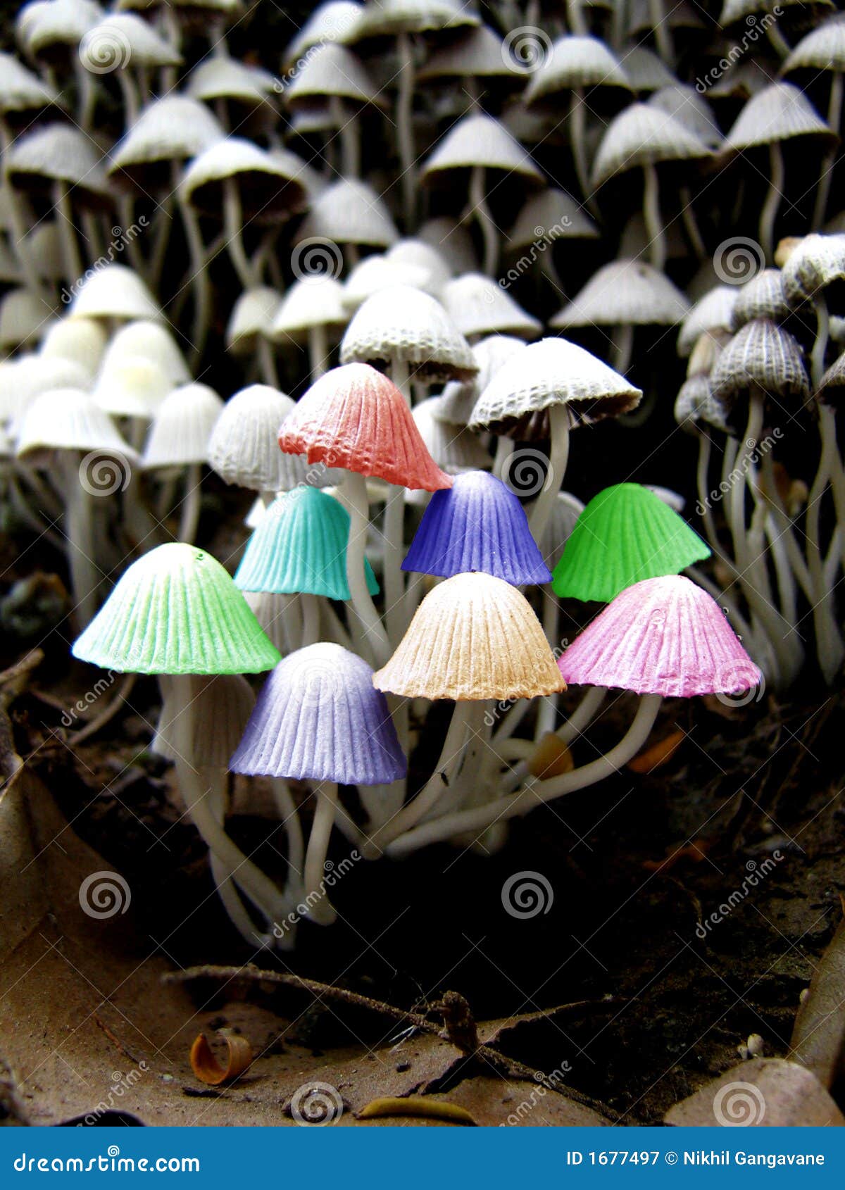 Colores de la seta stock de ilustración. Ilustración de crezca - 1677497