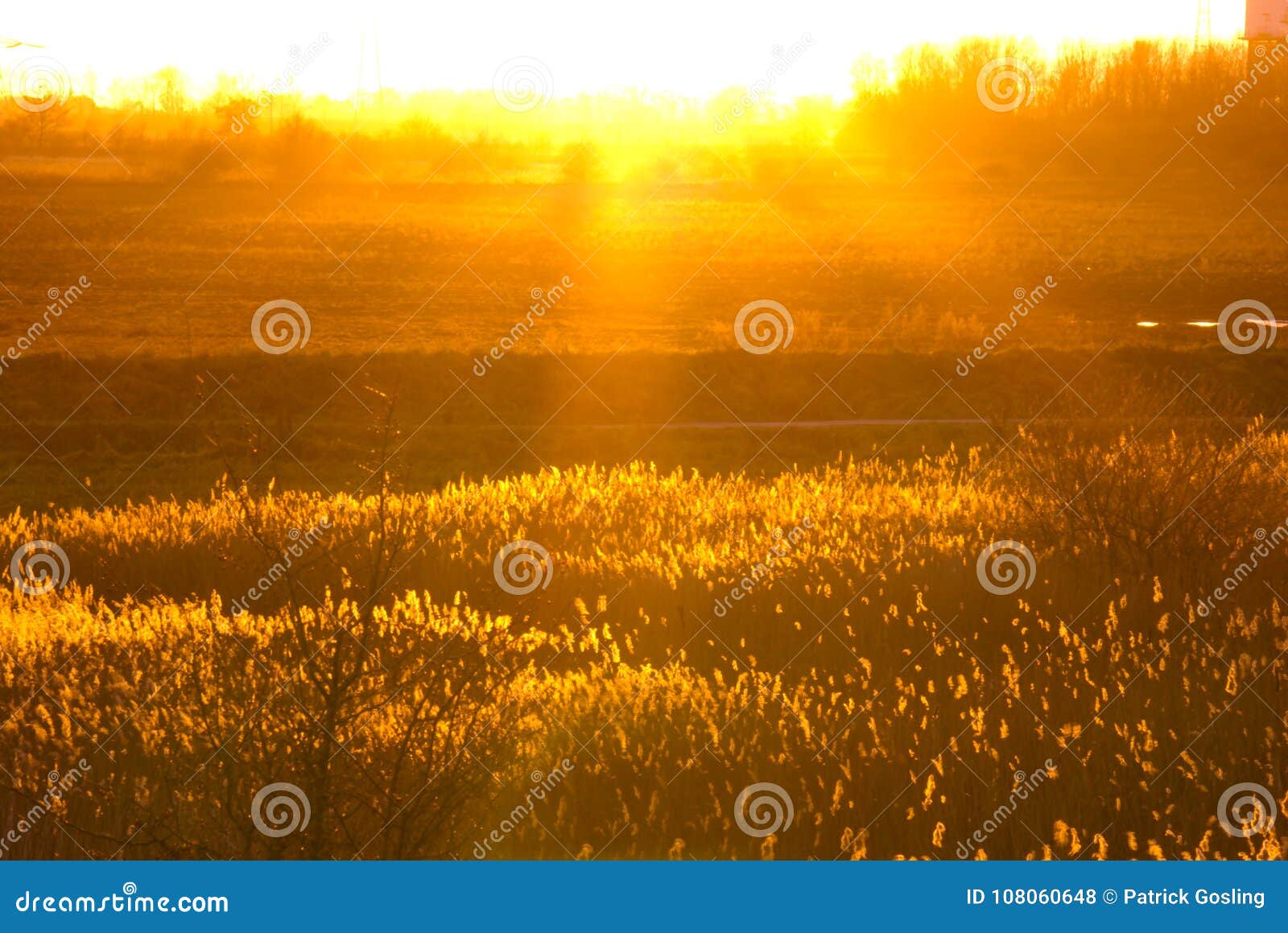 Colores De Oro Del Sol De La Tarde Foto de archivo - Imagen de amarillo ...
