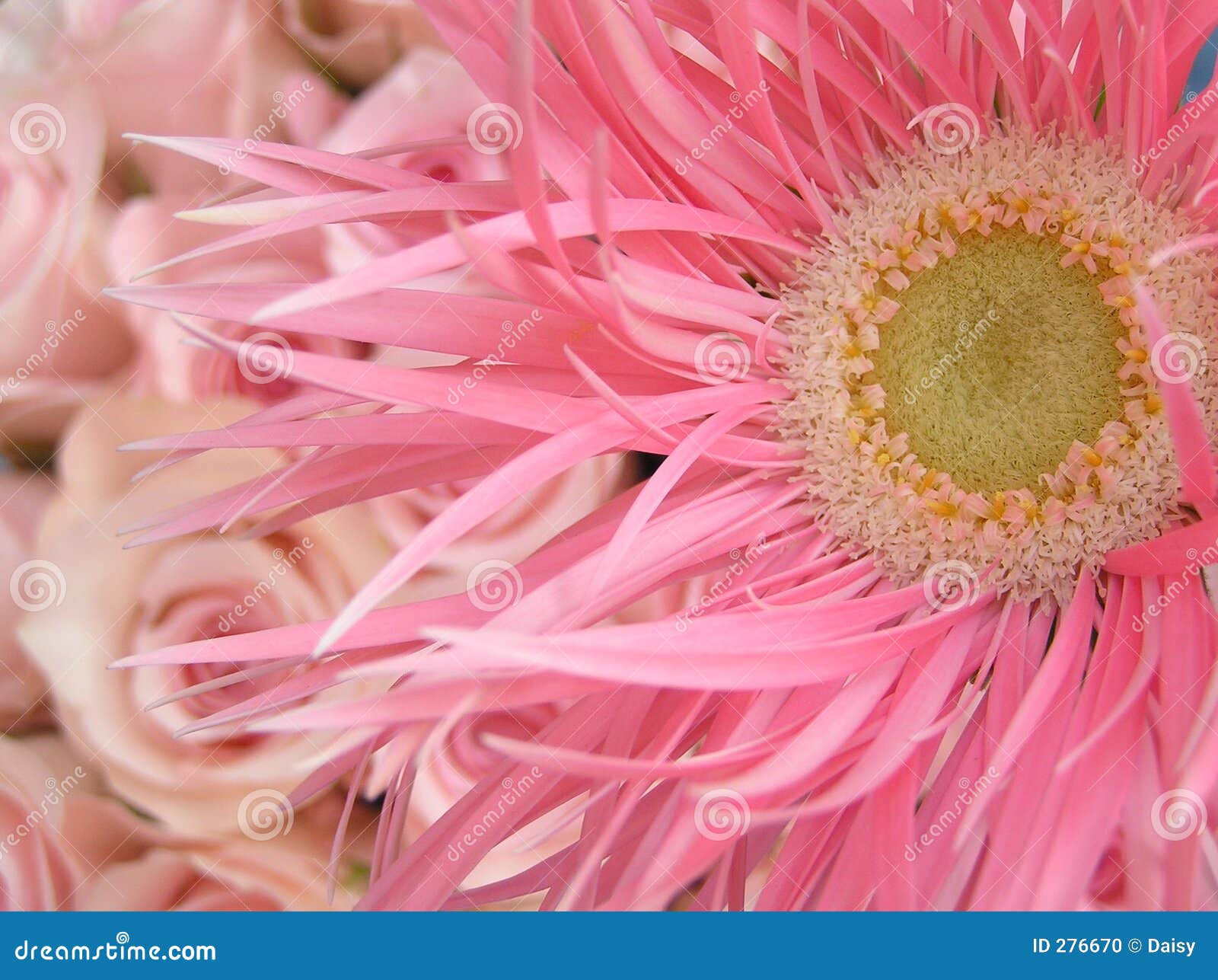 Colores de rosa dulces foto de archivo. Imagen de paisaje - 276670