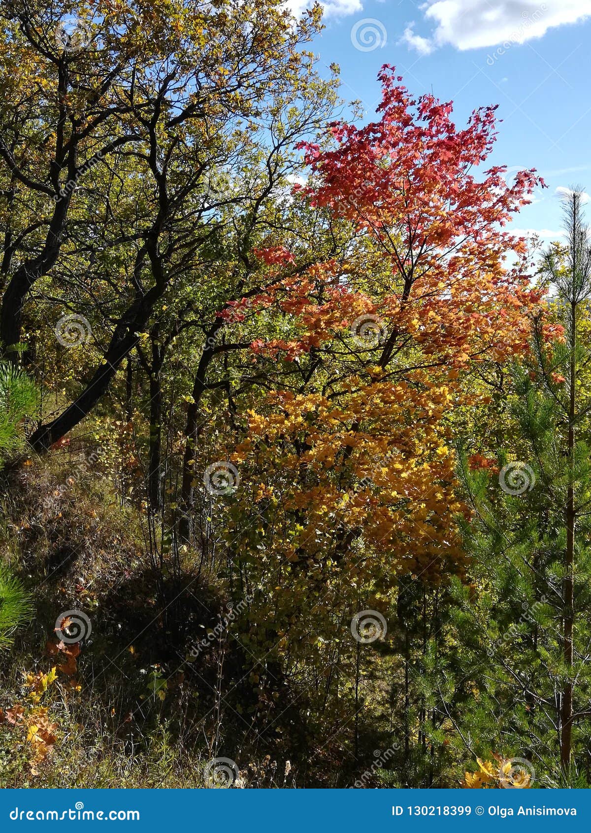 3 colores del arce imagen de archivo. Imagen de ornamento - 130218399