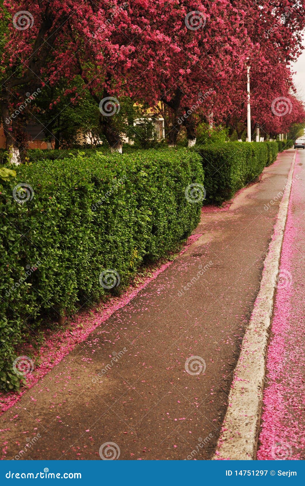 Colores del resorte imagen de archivo. Imagen de acera - 14751297