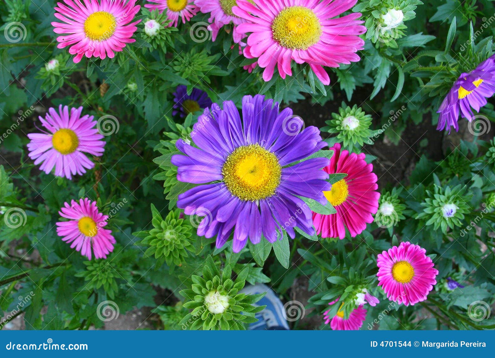 Colores del resorte foto de archivo. Imagen de primavera - 4701544