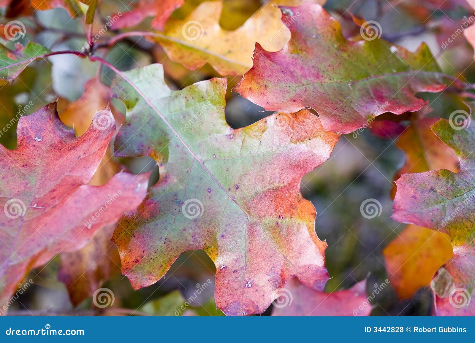 Colores Del Roble Imagen. Imagen: 3442828