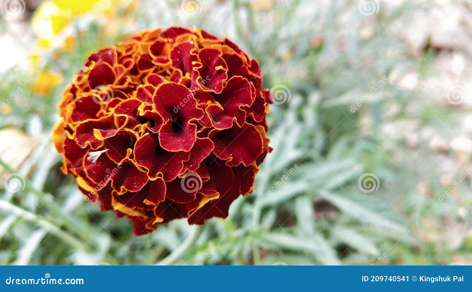 Colores Diferentes De Flor De Oro Imagen de archivo - Imagen de planta ...