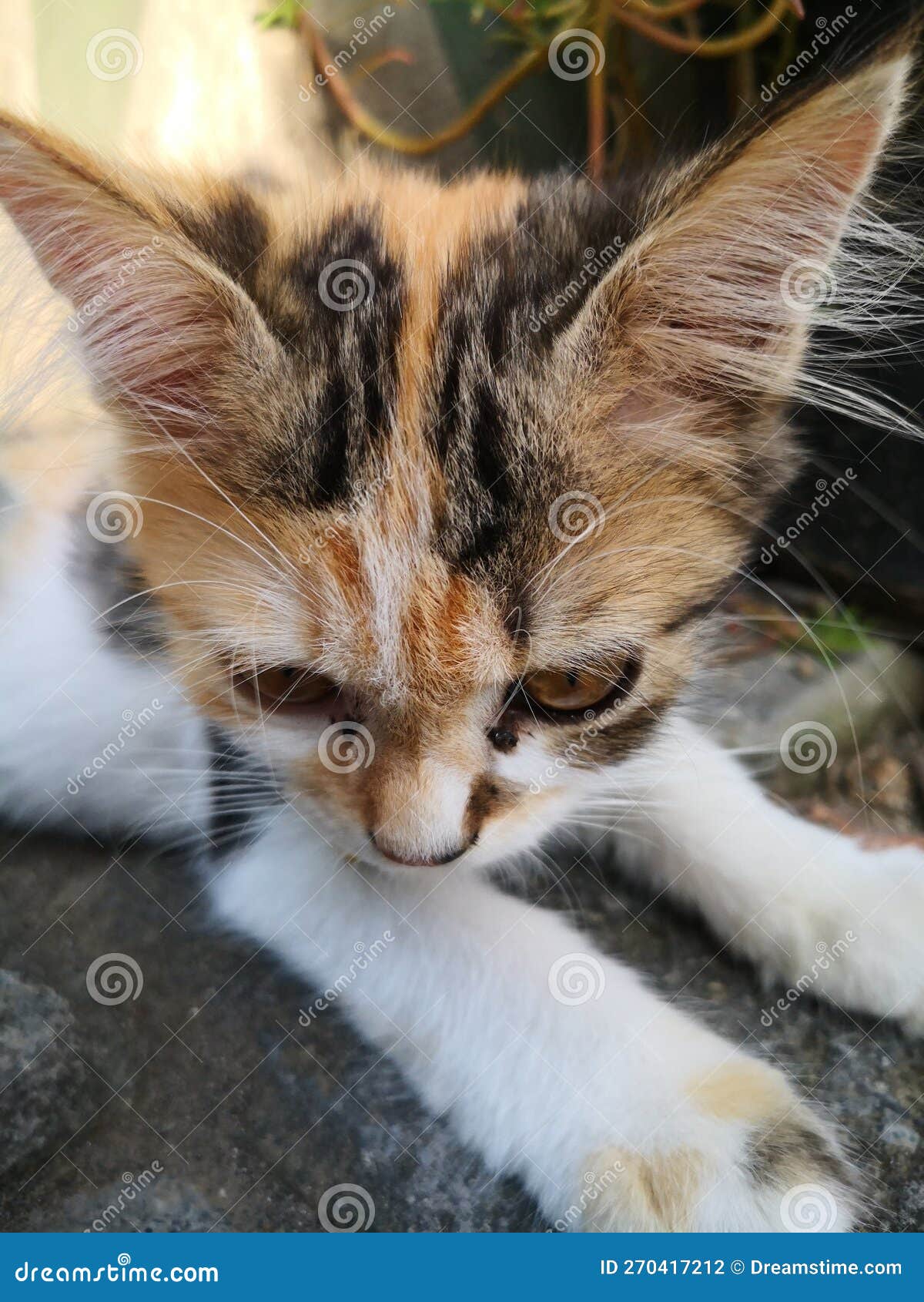 3 colores gato calico foto de archivo. Imagen de blanco - 270417212