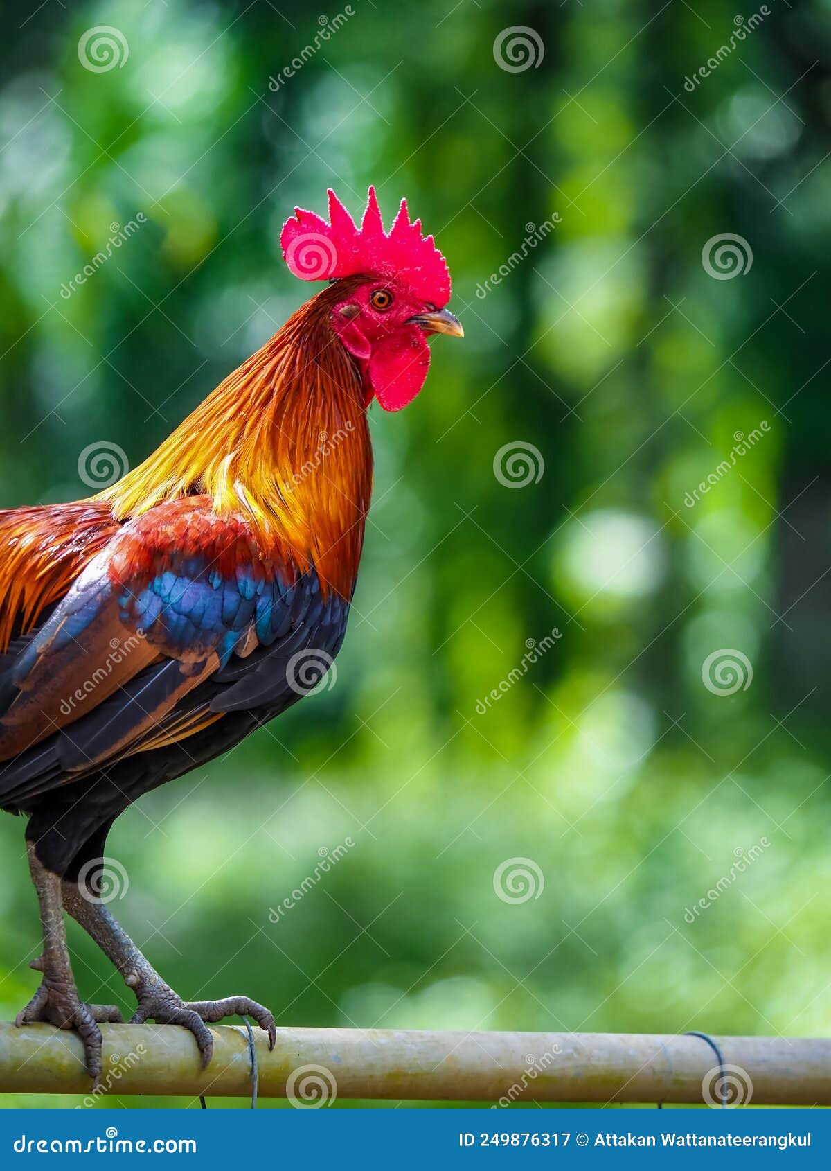 Colores hermosos del gallo imagen de archivo. Imagen de pico - 249876317