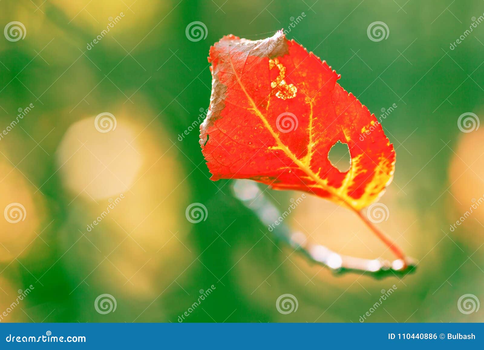 Colores rojos de la hoja foto de archivo. Imagen de flora - 110440886