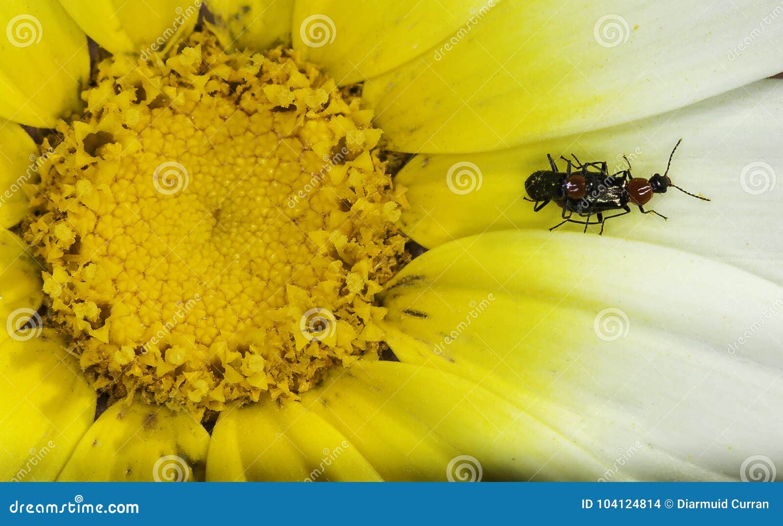 Colores Unidos Del Beetleton Foto de archivo - Imagen de negro, colores ...
