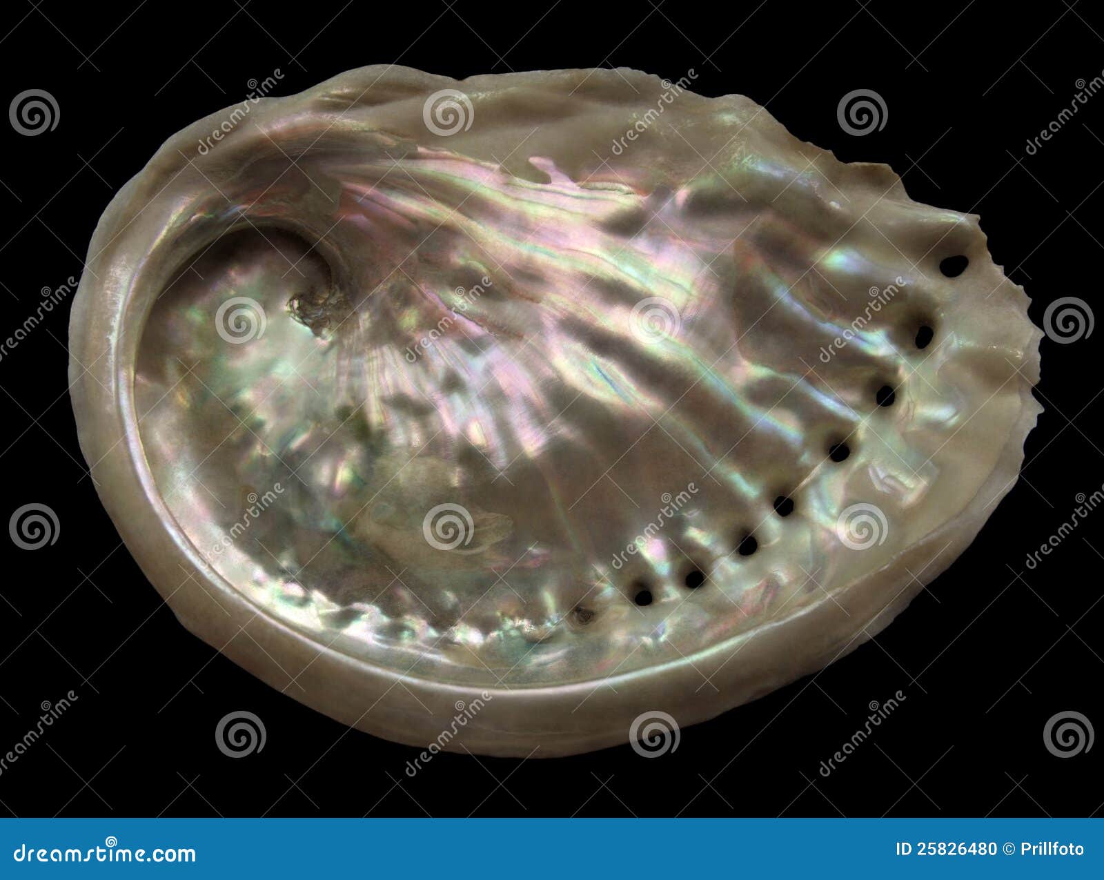 Colorful Abalone inside stock photo. Image of invertebrate - 25826480