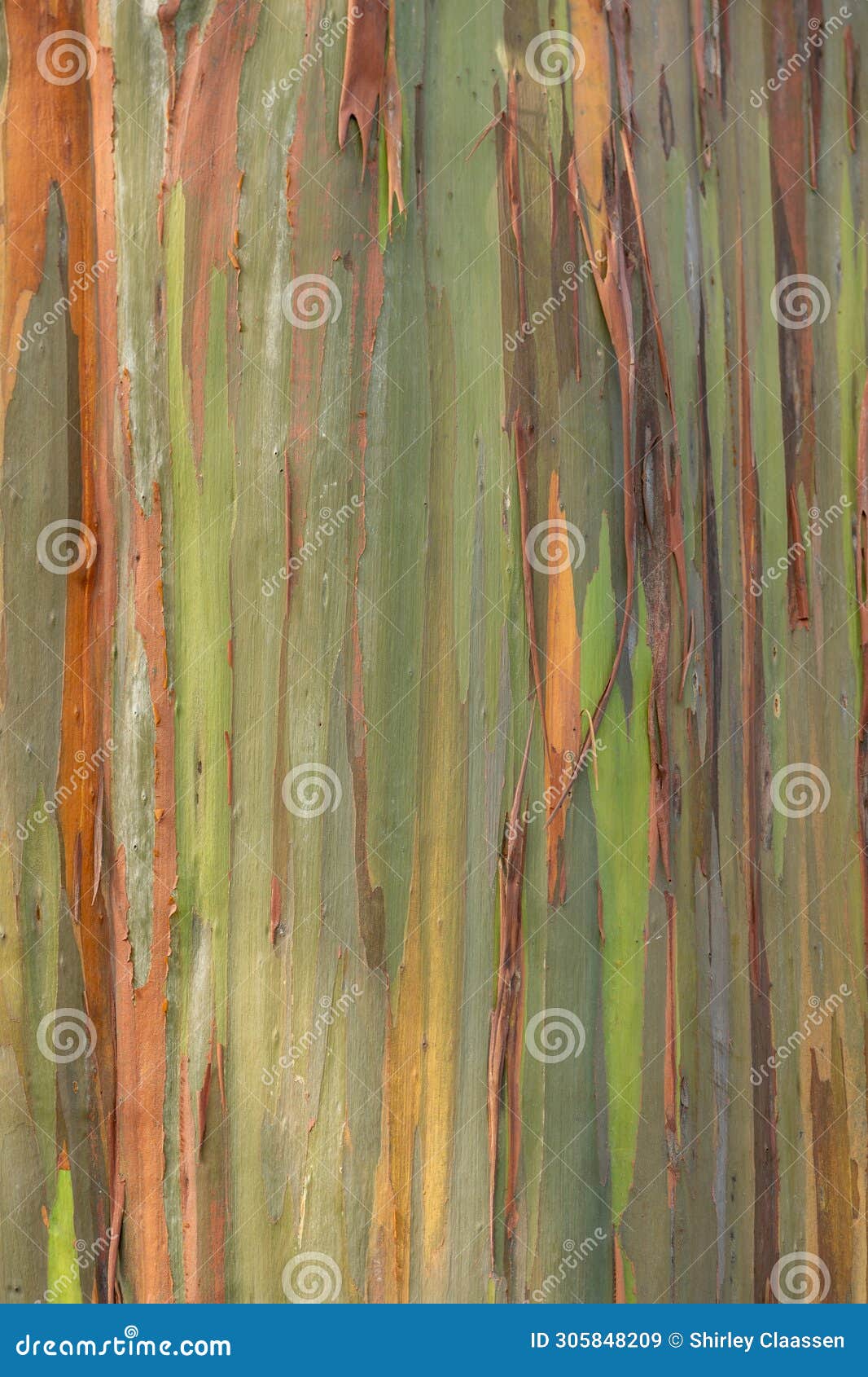A Colorful Abstract Bark Background of a Tree Trunk of a Gum Tree Stock ...