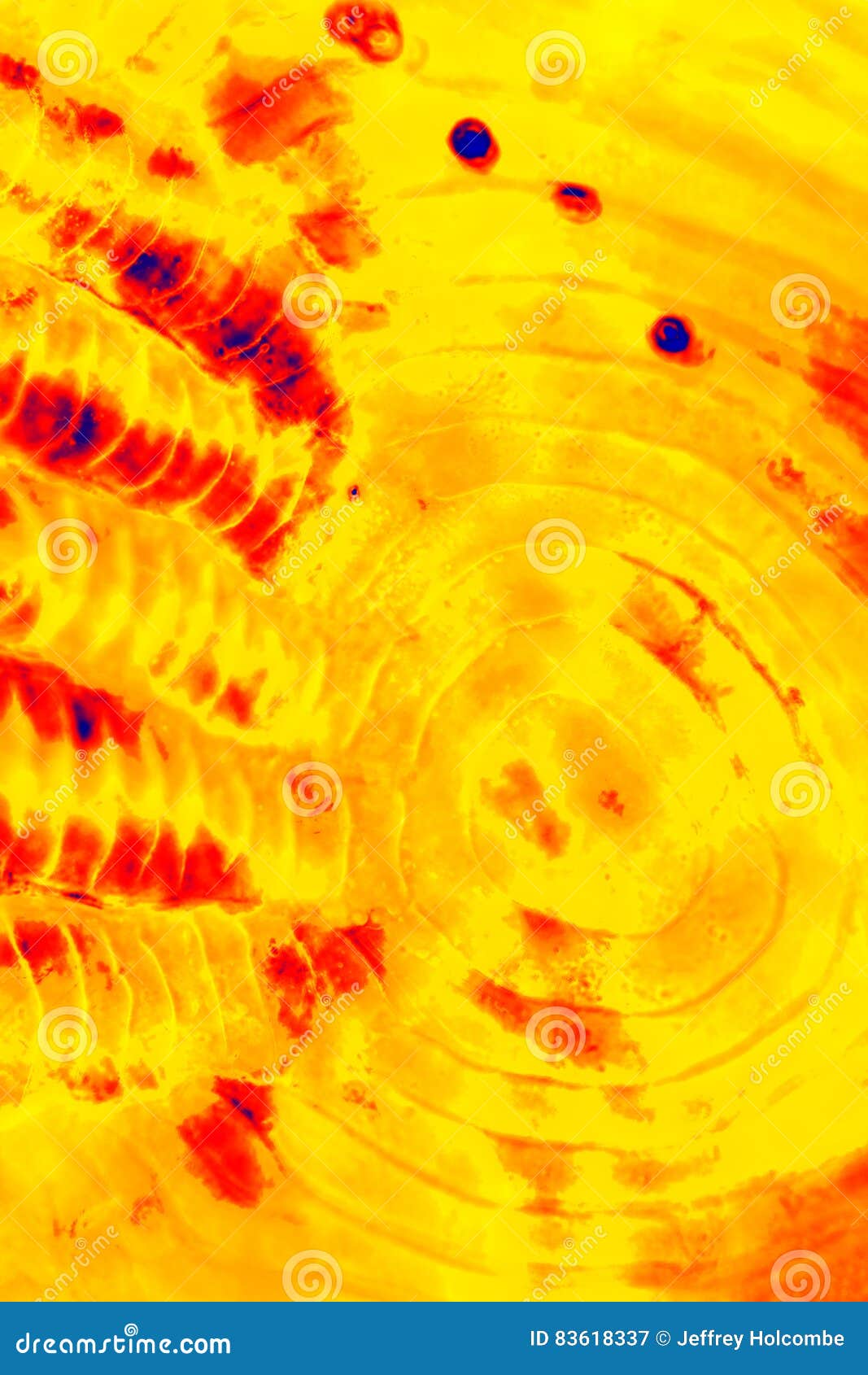Colorful Abstract Micrograph of a Fish Scale. Stock Image - Image of ...
