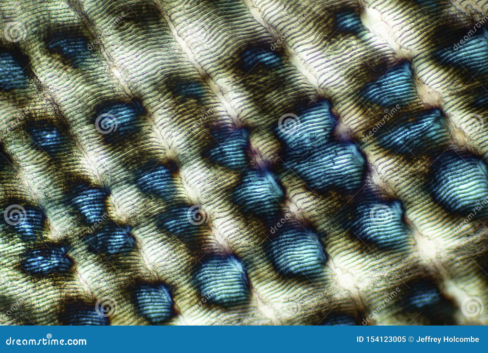 Abstract Micrograph of a Scale from a Red Snapper Fish Stock Image ...