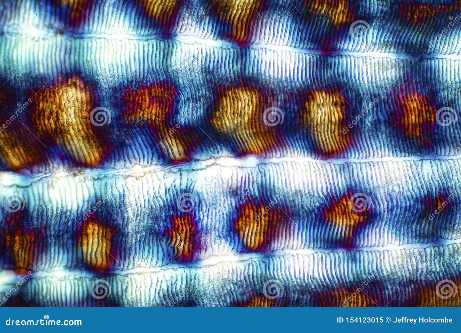 Abstract Micrograph of a Scale from a Red Snapper Fish Stock Image ...