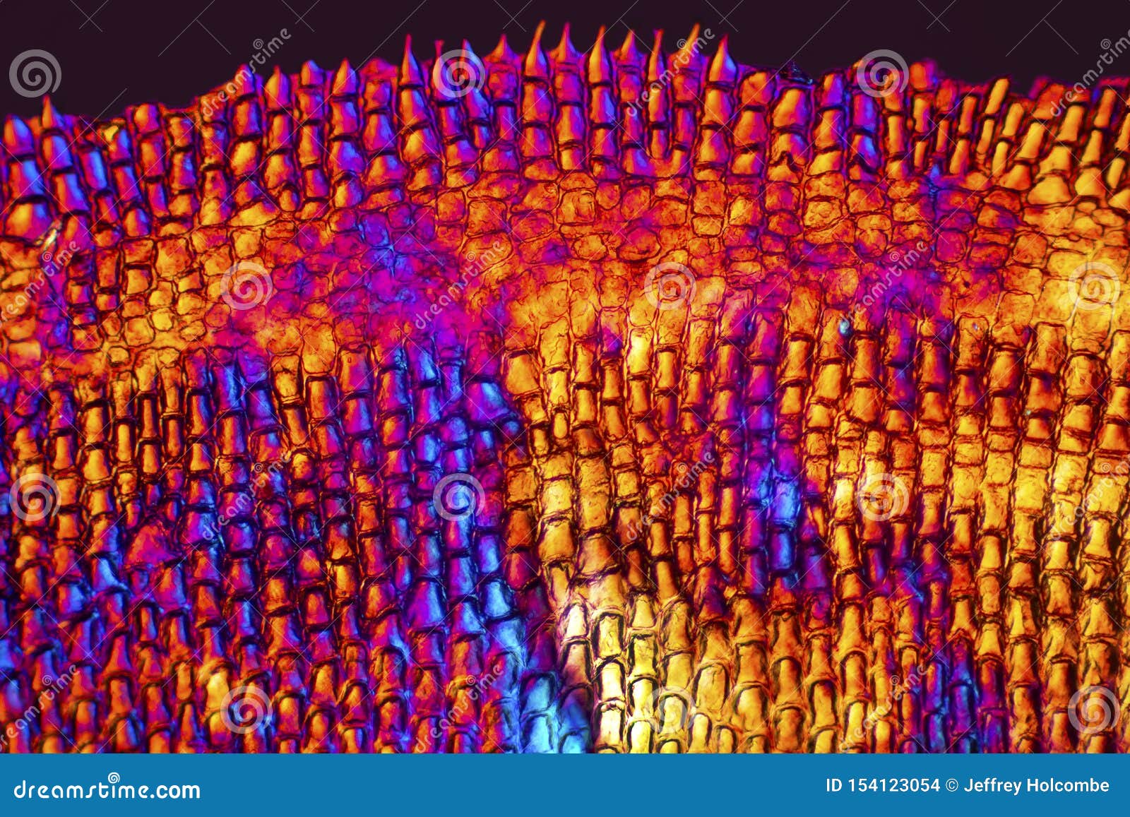 Abstract Micrograph of a Scale from a Red Snapper Fish Stock Photo ...