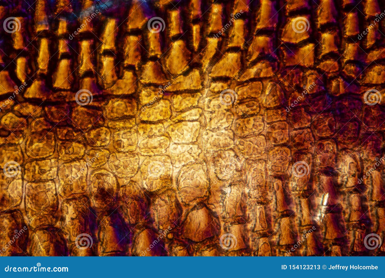 Abstract Micrograph of a Scale from a Red Snapper Fish Stock Image ...