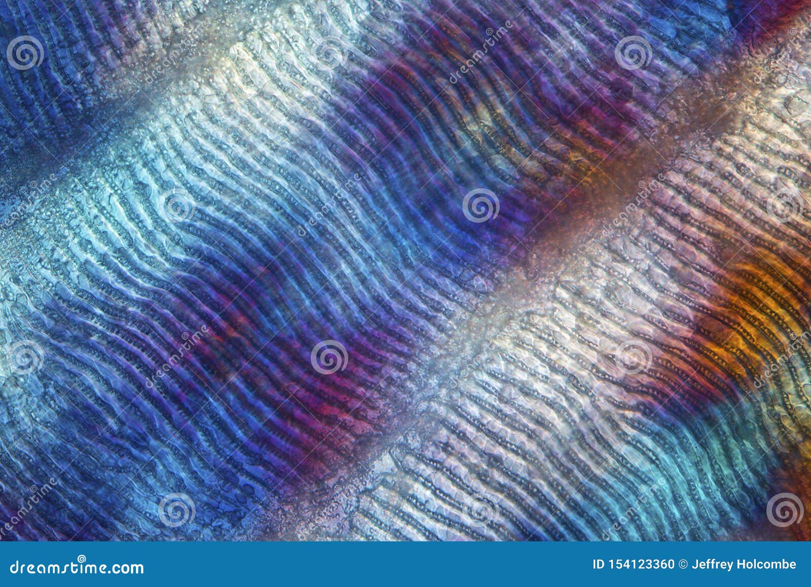 Abstract Micrograph of a Scale from a Red Snapper Fish Stock Photo ...
