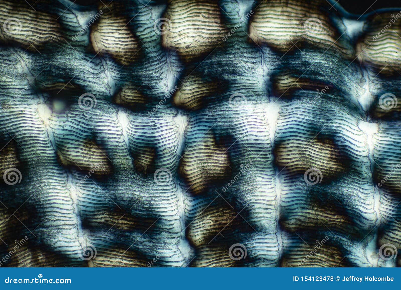 Abstract Micrograph of a Scale from a Red Snapper Fish Stock Photo ...