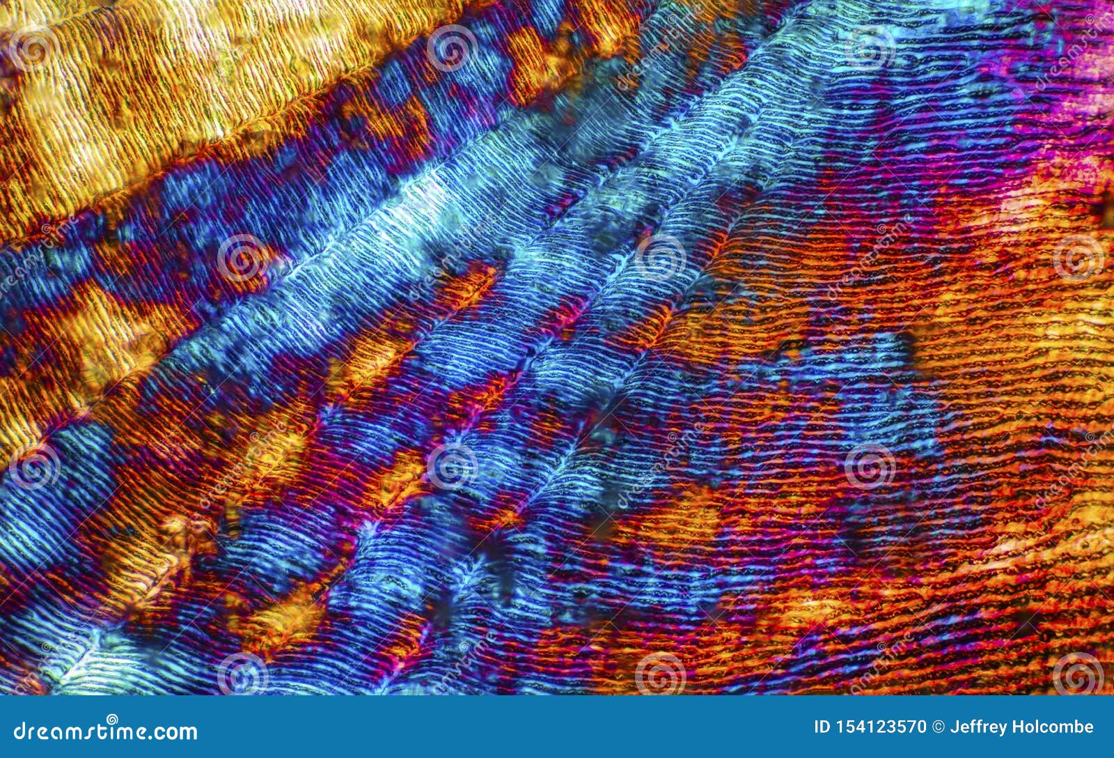 Abstract Micrograph of a Scale from a Red Snapper Fish Stock Photo ...