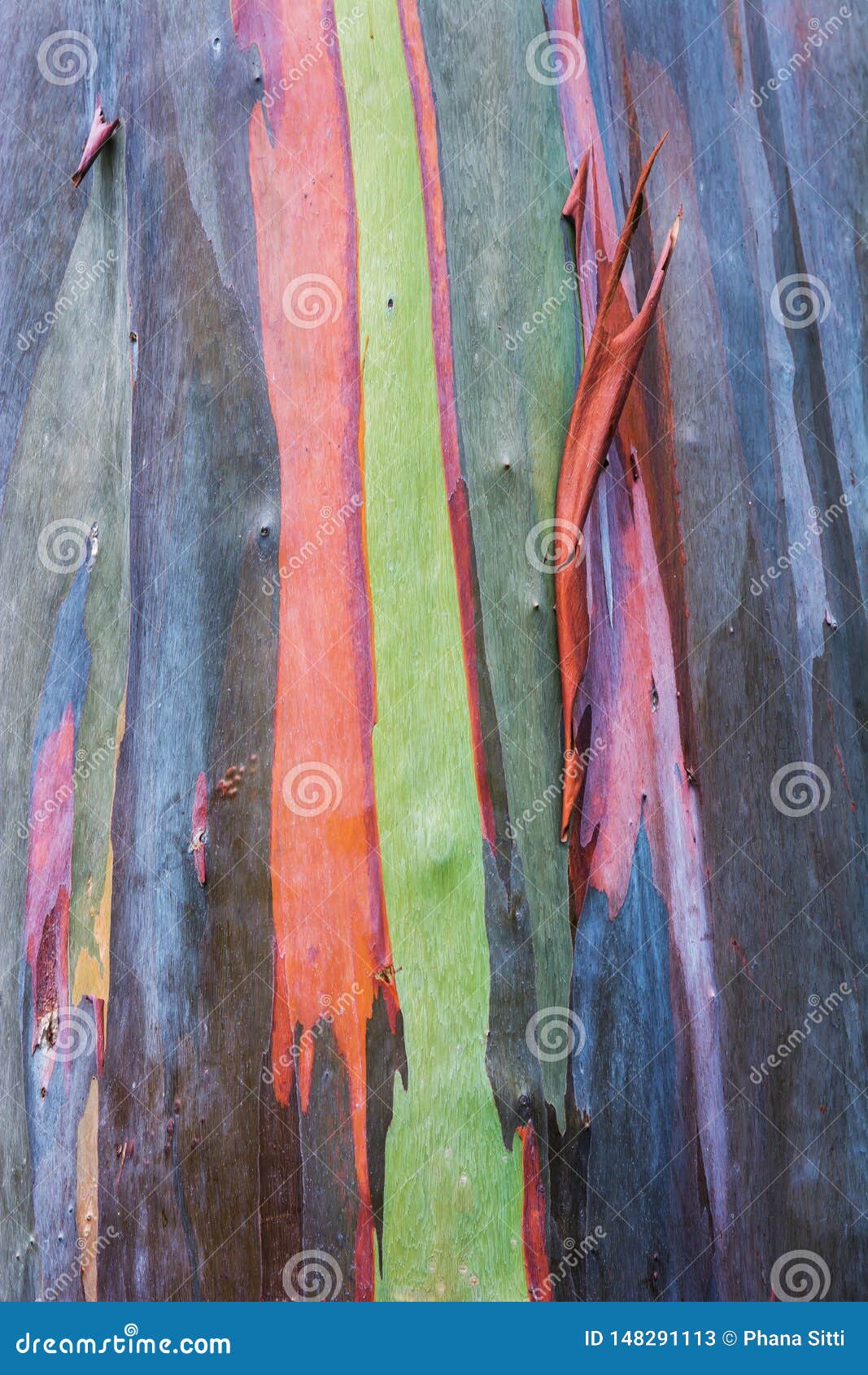 Colorful Abstract Pattern of Eucalyptus Tree Bark. Colorful Eucalyptus ...