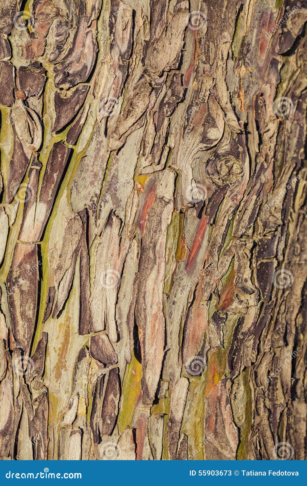 Colorful Abstract Pattern of Eucalyptus Tree Bark Stock Image - Image ...