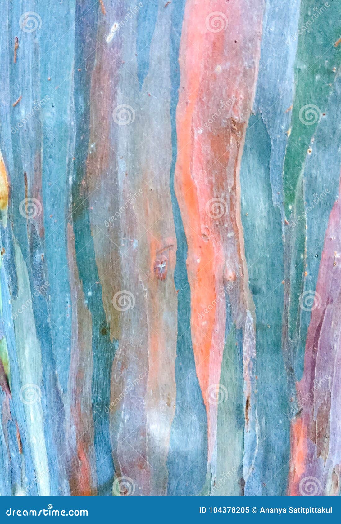 Colorful Abstract Pattern Texture of Eucalyptus Tree Bark Stock Image ...