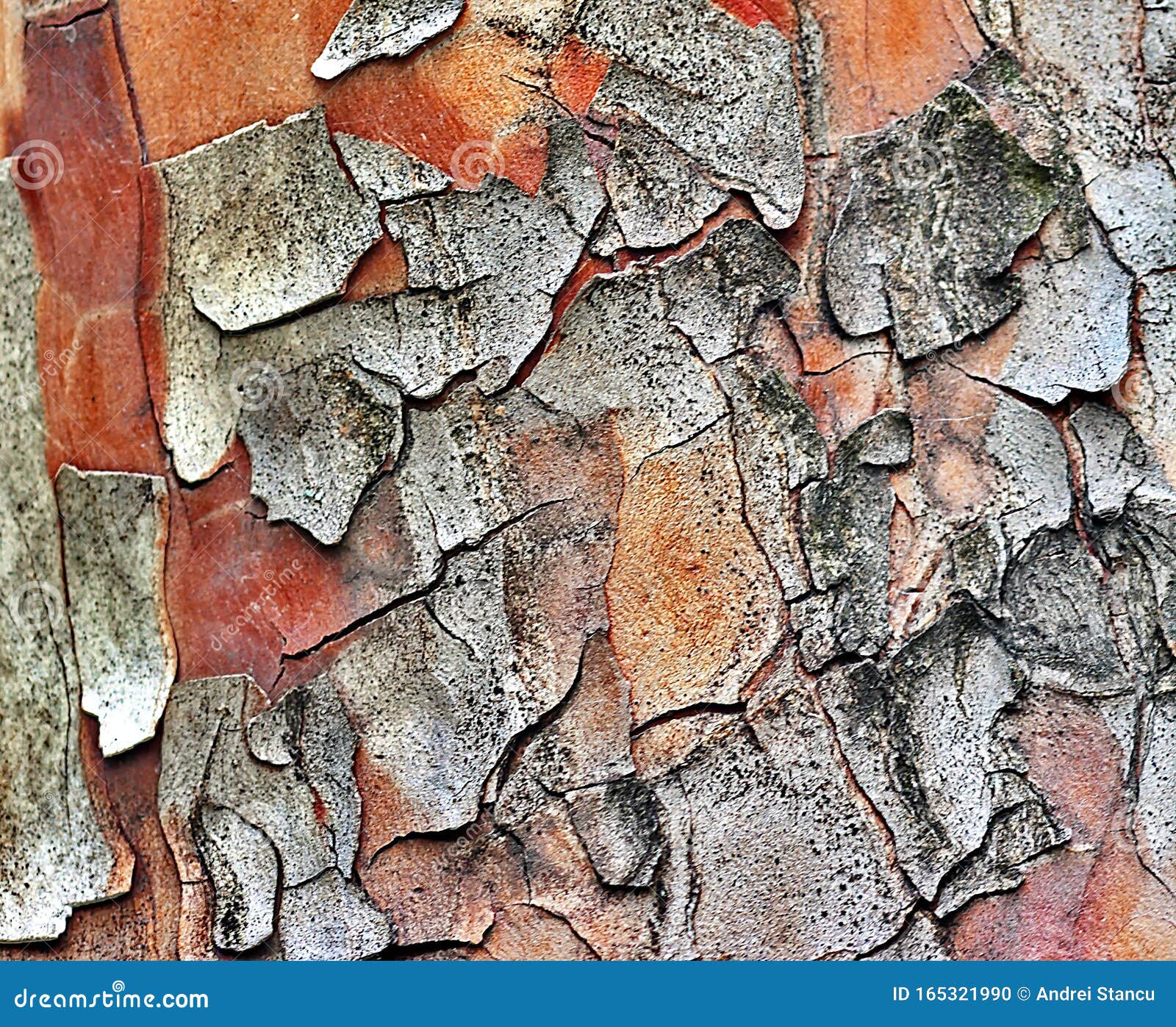 Platanus Tree Cross-section With Signs Of Decay Stock Image ...