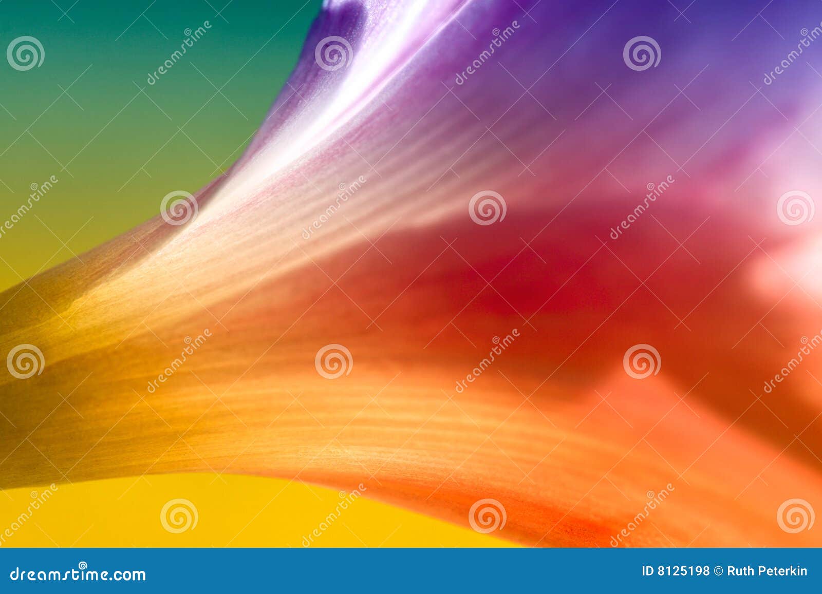Colorful Abstract Rain Lily Stock Photo - Image of soft, lily: 8125198