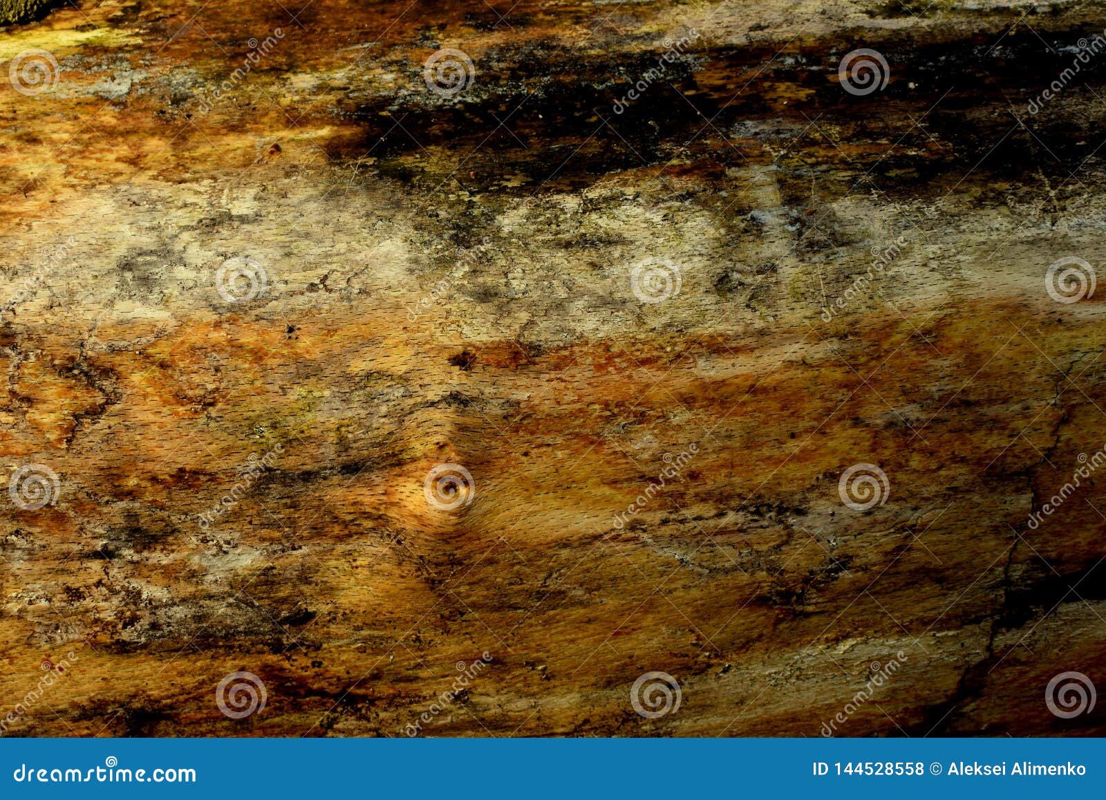 Colorful Abstract Texture of an Old, Wet, Rotten Tree. Background Stock ...