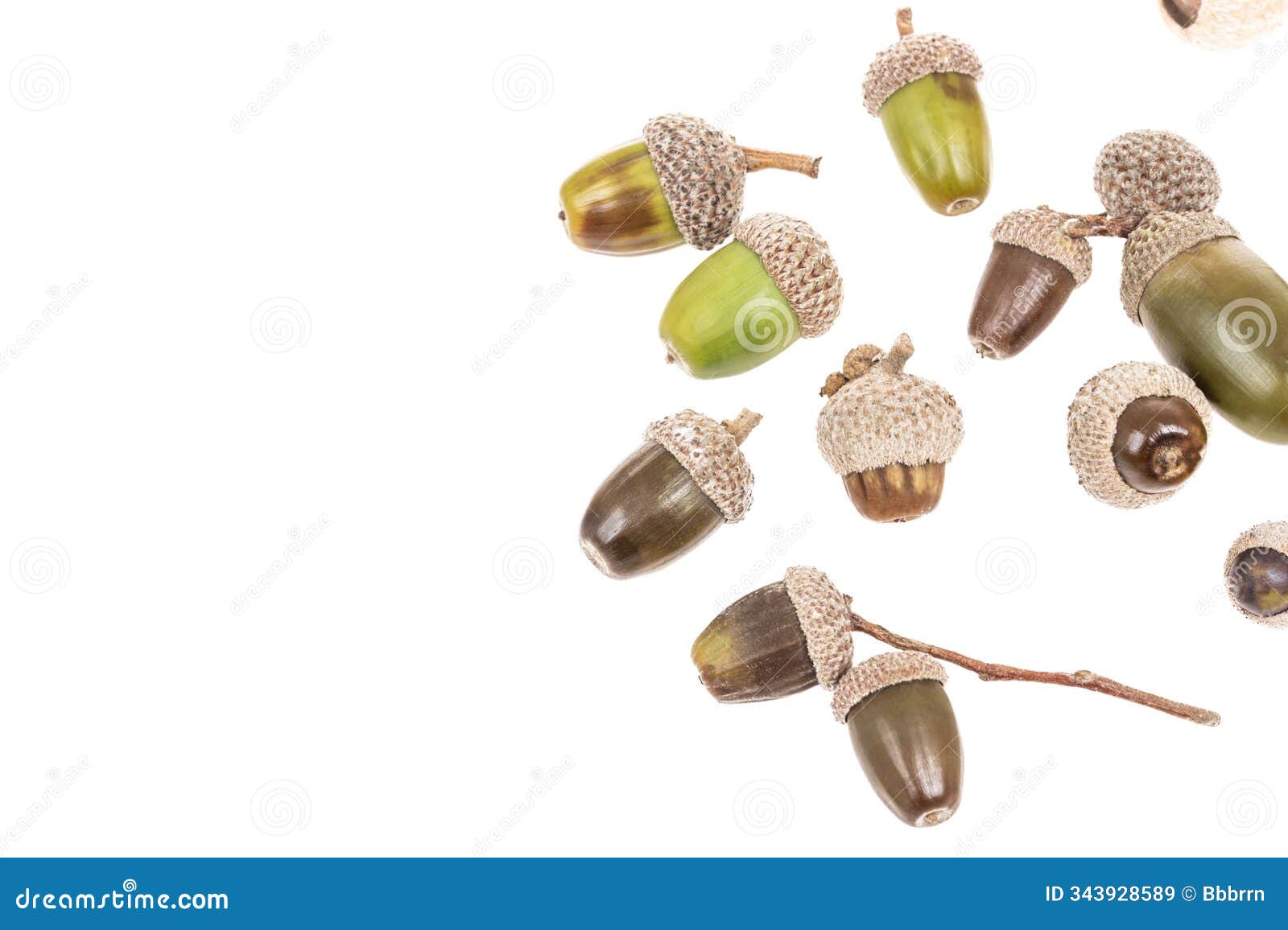 Colorful Acorns Isolated on White Background Stock Image - Image of ...