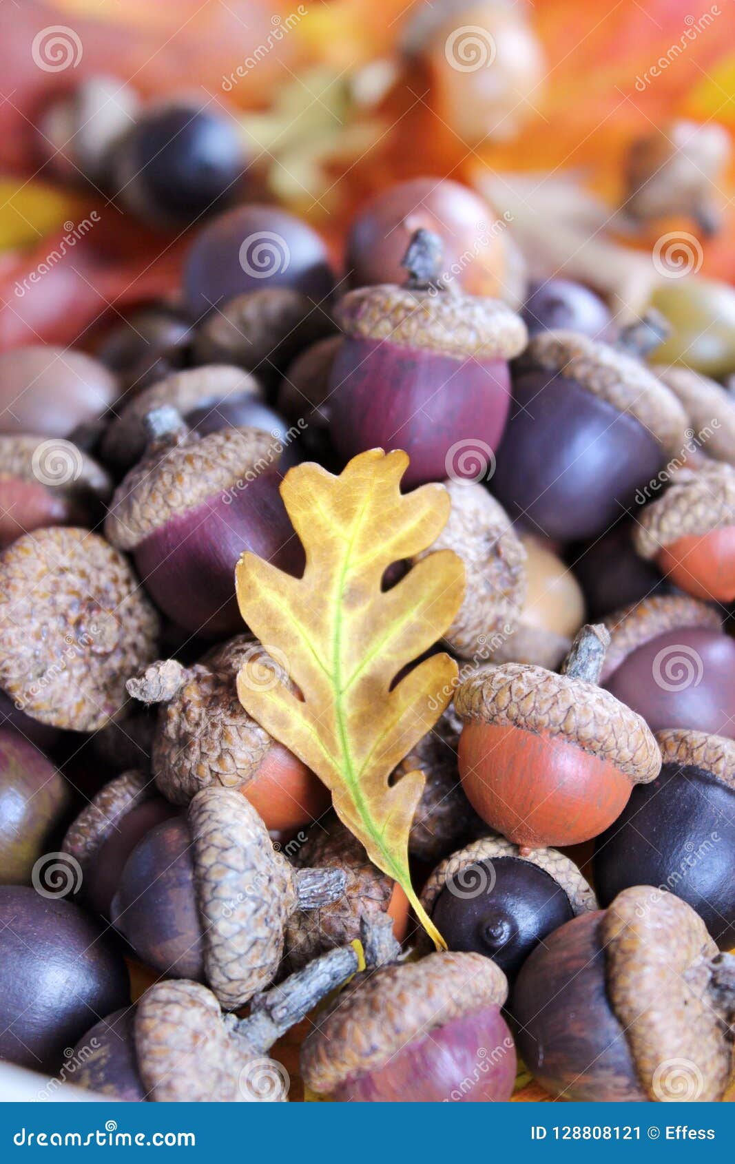 10,196 Oak Leaf Colors Stock Photos - Free & Royalty-Free Stock Photos ...