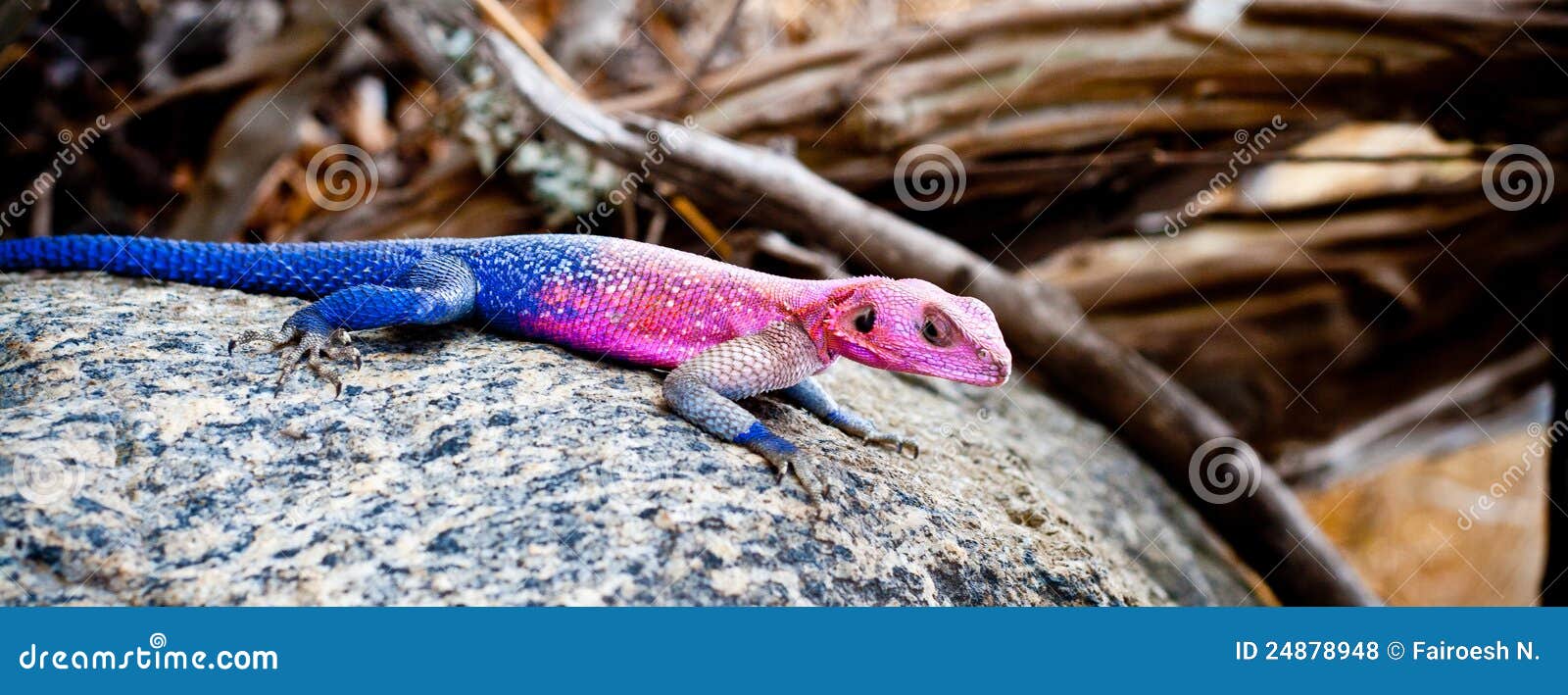 Colorful African Rock Agama Lizard Stock Photo - Image of nature ...