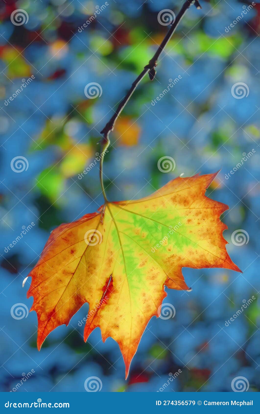 Colorful Aging Maple Leaf during Fall or Autumn Stock Image - Image of ...