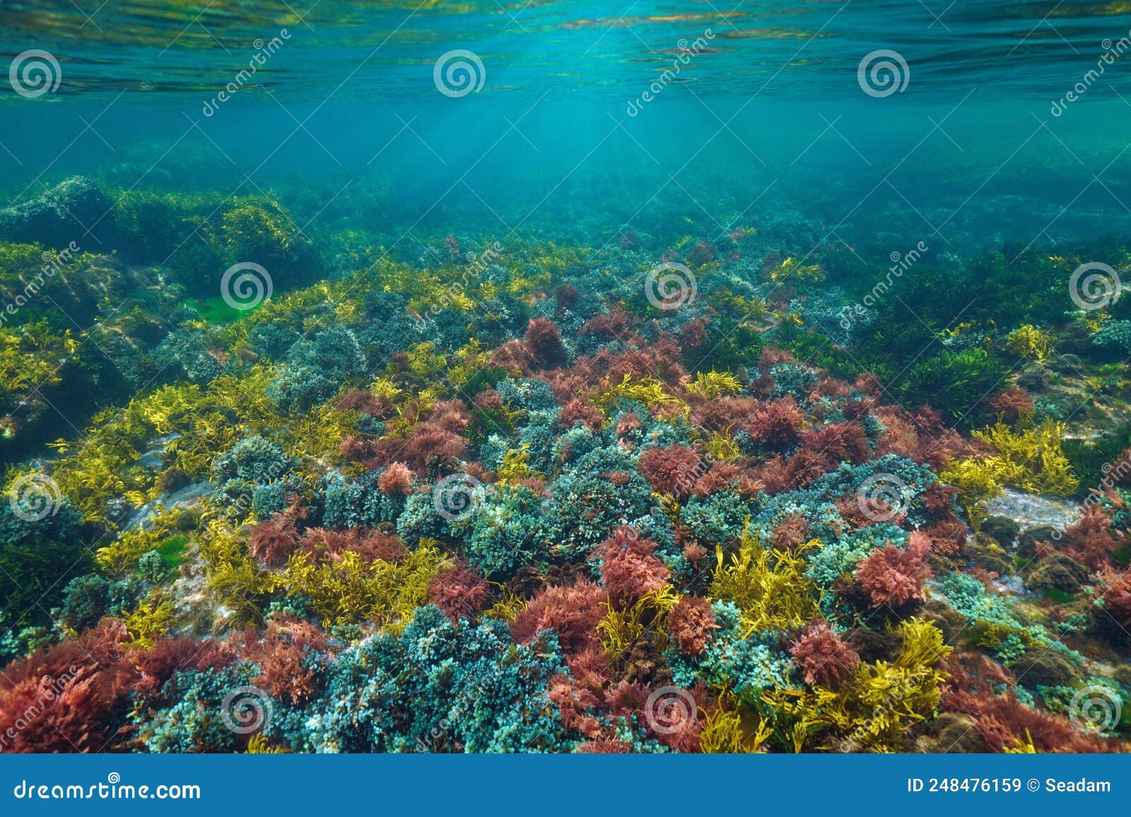 Colorful Algae Underwater Below Water Surface in the Ocean Atlantic ...