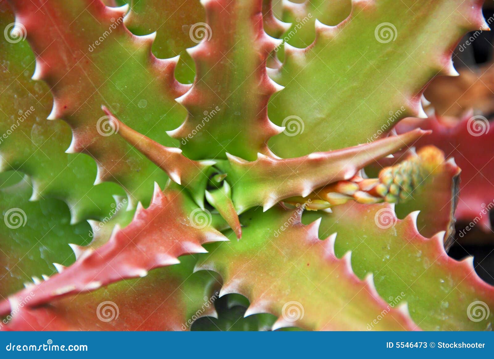 Colorful Aloe Succulent Plant Stock Image - Image of fleshy, closeup ...