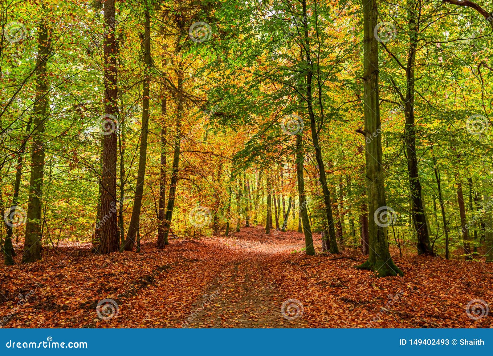 Colorful and Amazing Forest in the Fall Stock Image - Image of ...