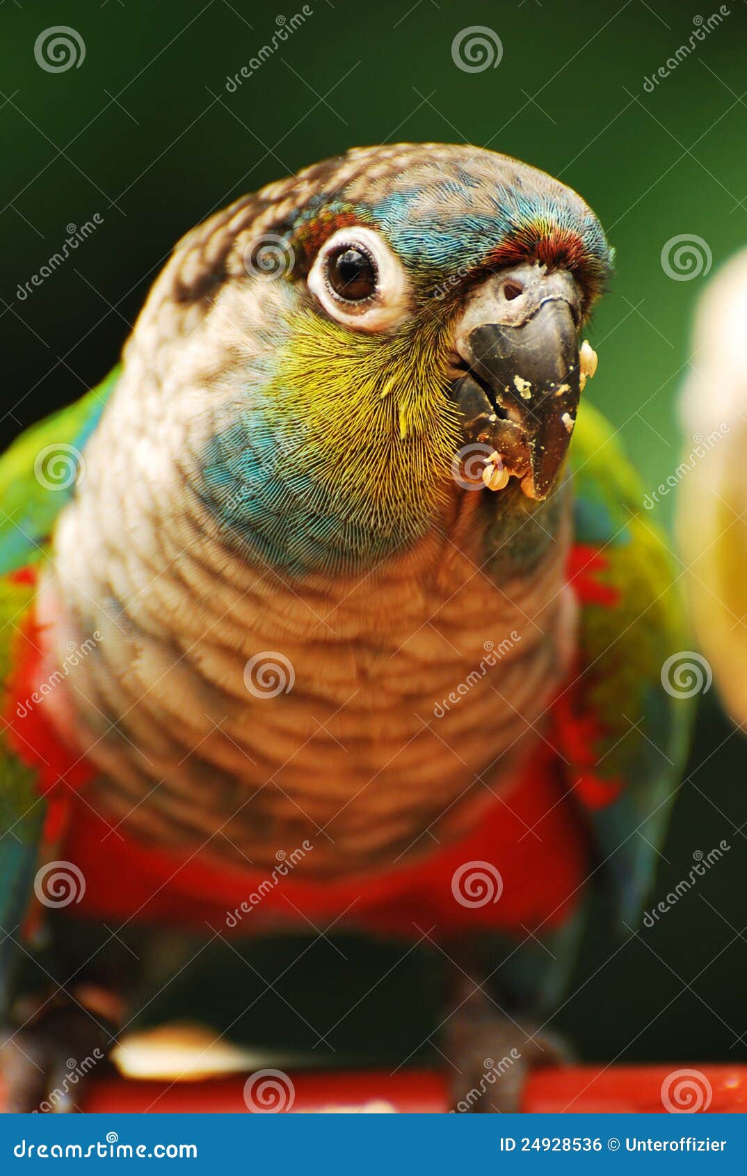 Colorful Amazon Parrot stock photo. Image of wingspan - 24928536
