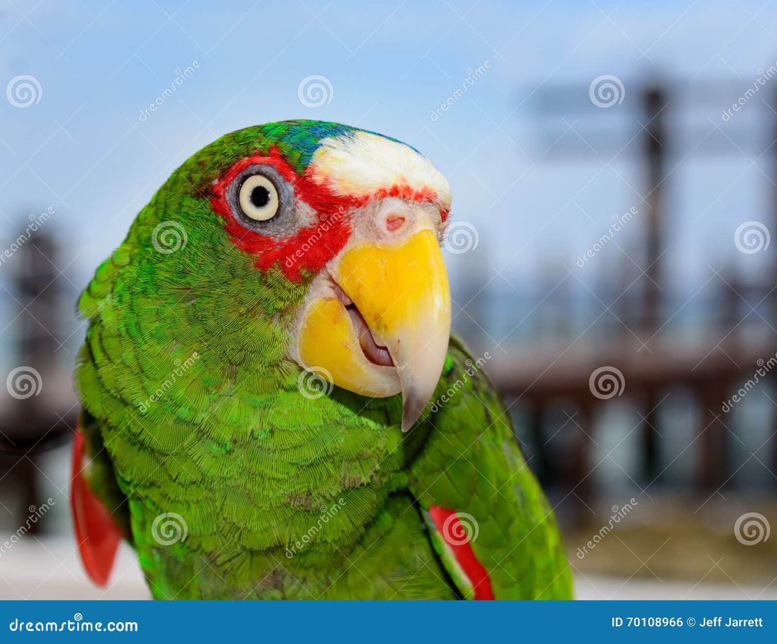 Colorful Amazon Parrot Looking Forward Selective Focus Forward Stock ...