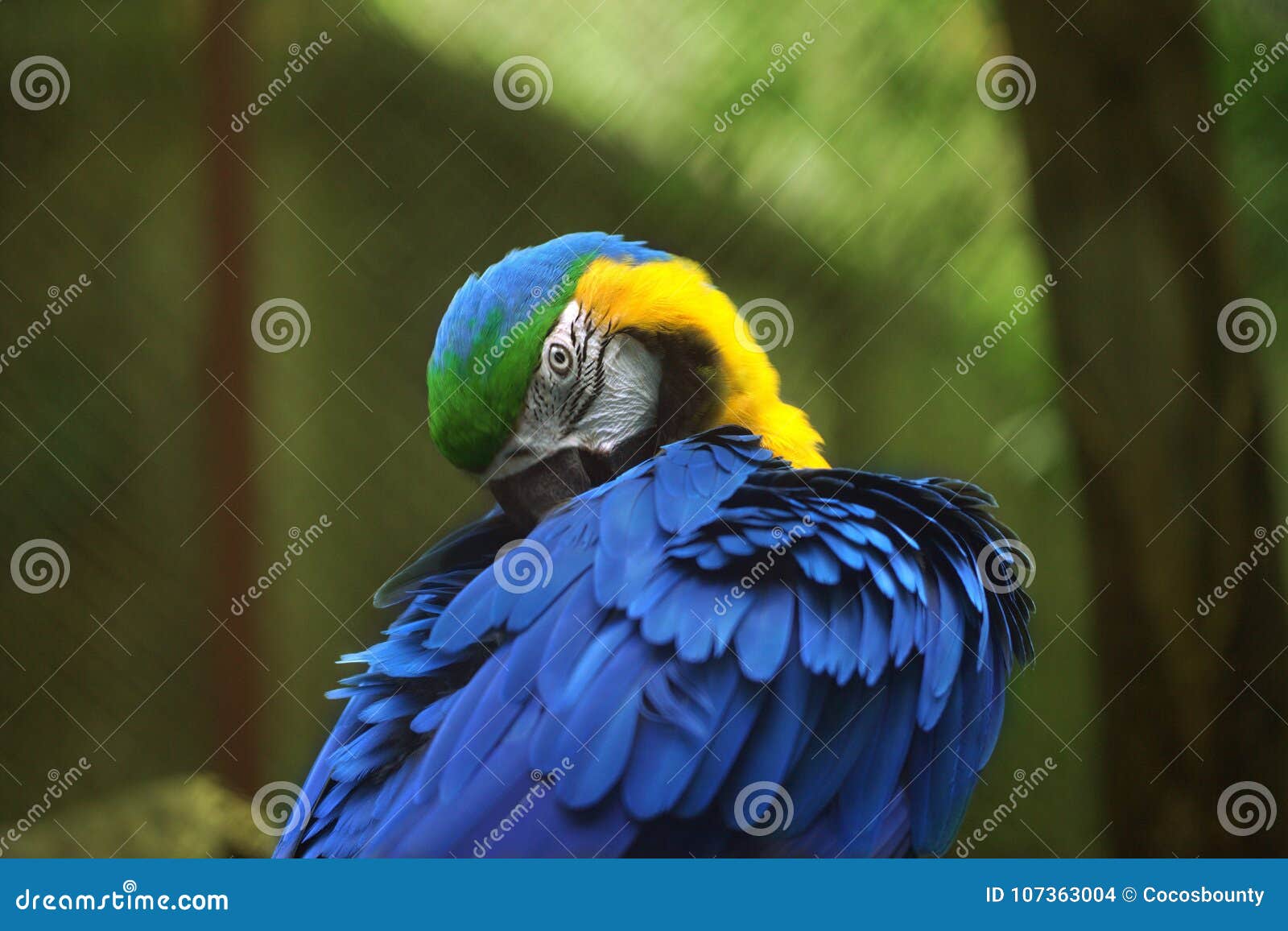 Colorful Amazon Parrot Stand on the Tree Stock Photo - Image of ...