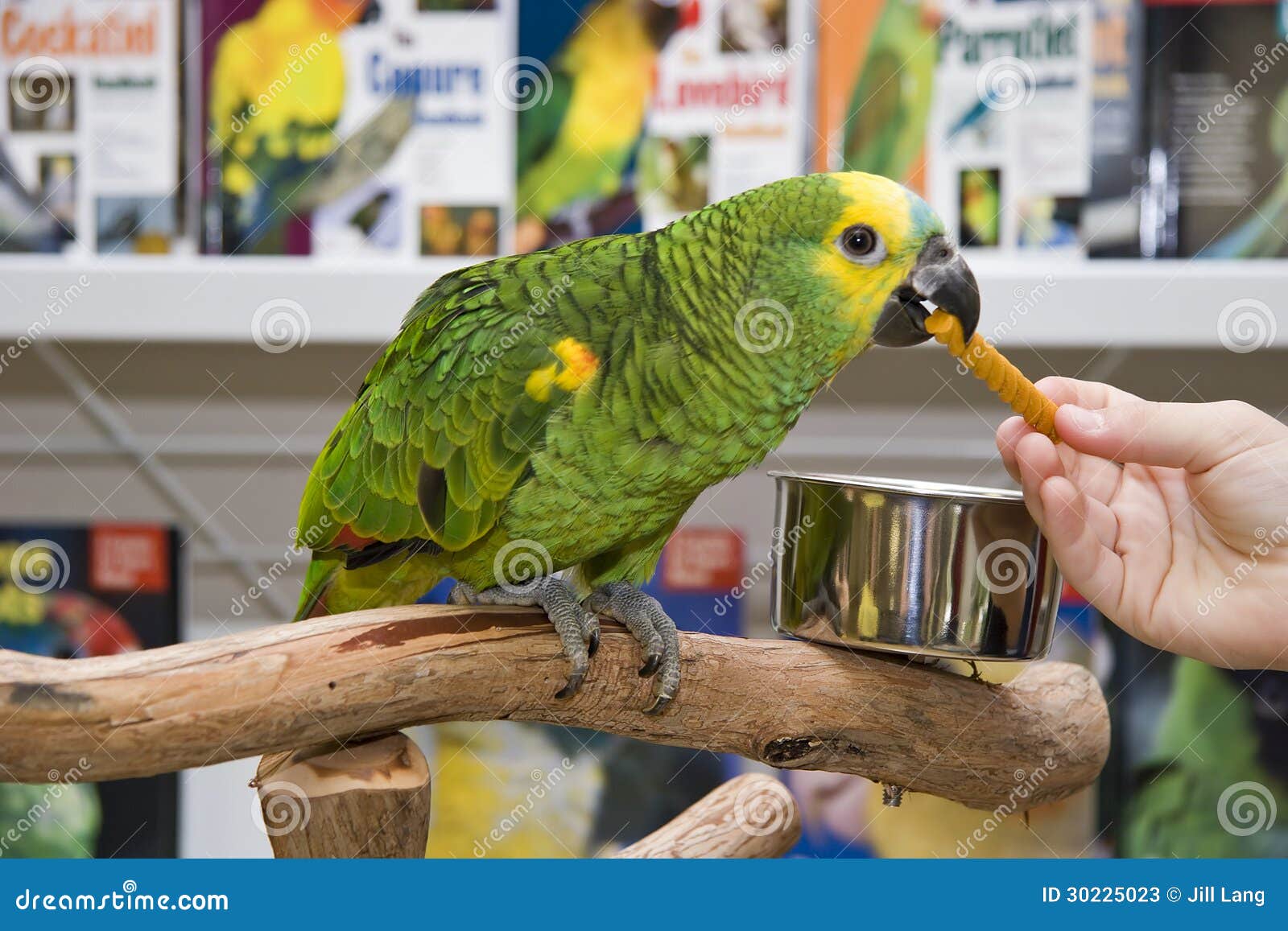 Amazon Parrot in a Petstore Stock Image - Image of animal, pets: 30225023