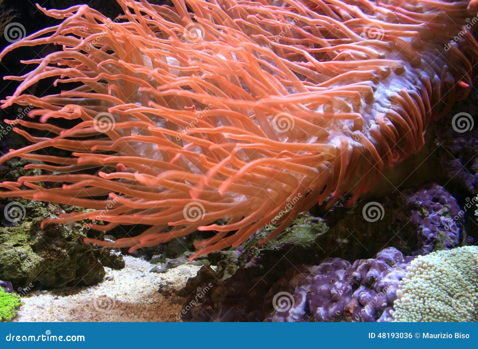 Colorful anemones stock photo. Image of people, creatures - 48193036