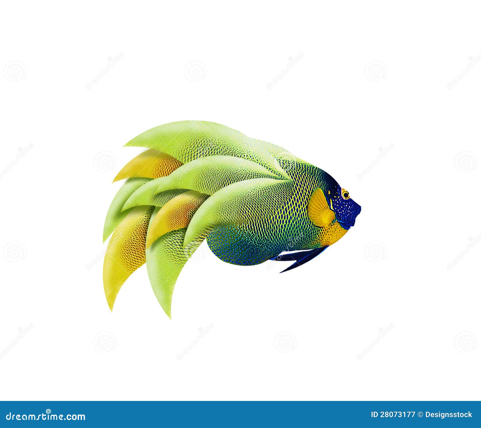 Colorful angelfish stock image. Image of imperator, water - 28073177