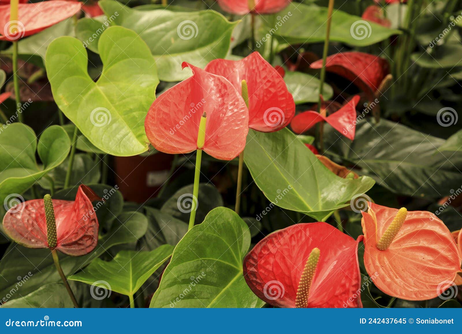 Anthurium Andreanum Plants in the Garden Stock Image - Image of nature ...
