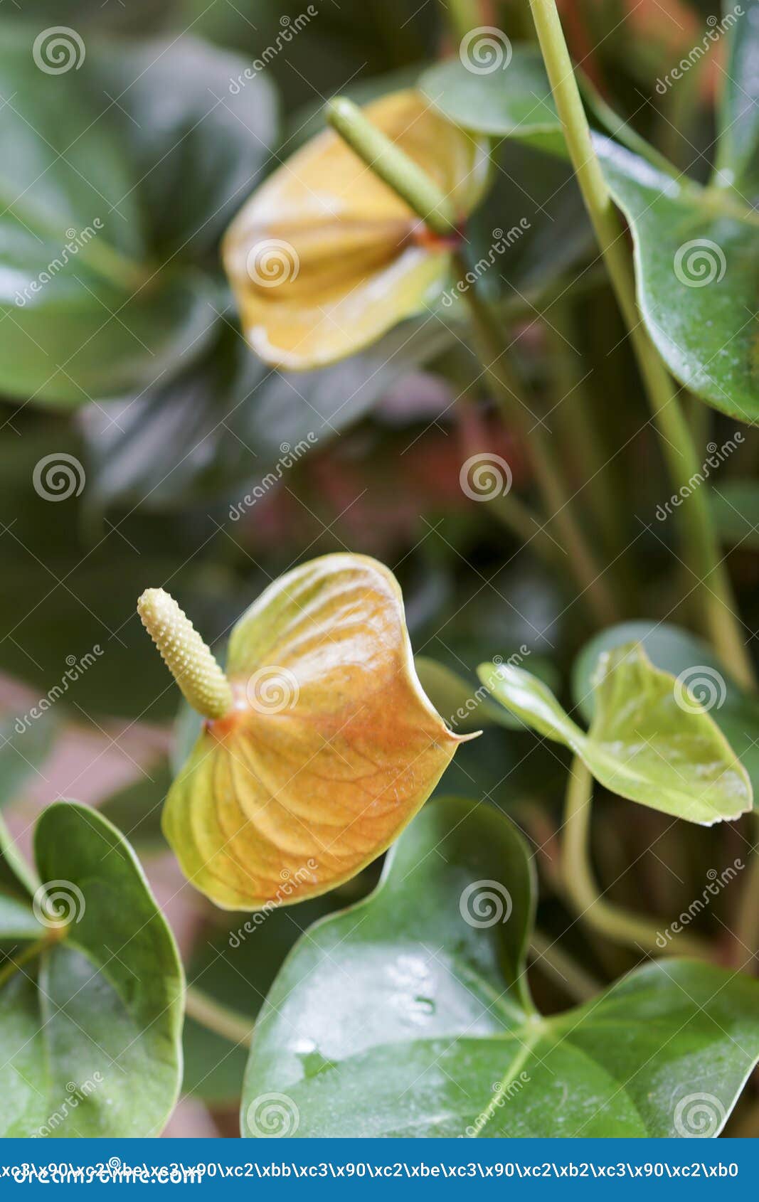 Colorful Anthurium Red and Yellow Stock Photo - Image of natural ...