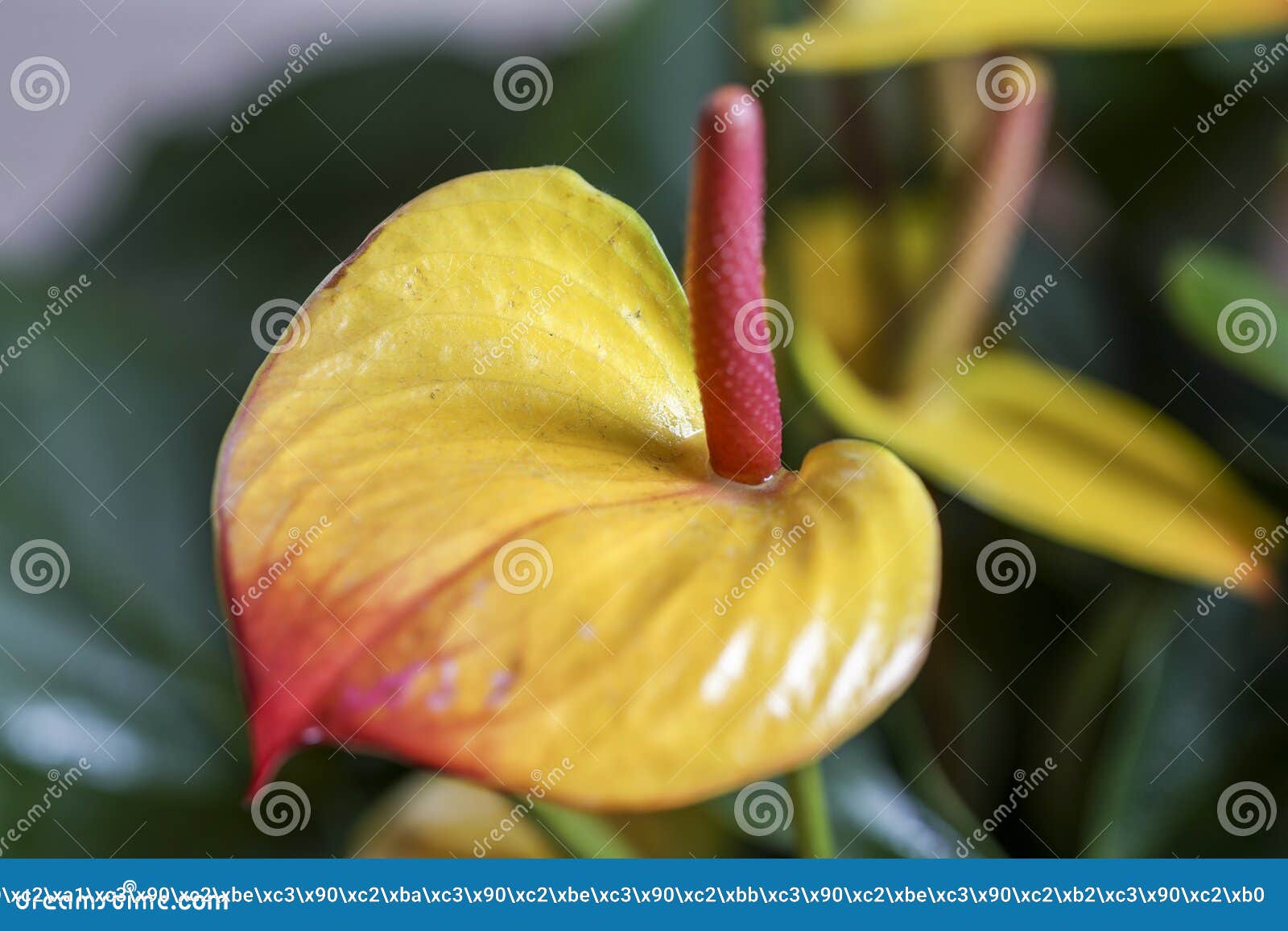 Colorful Anthurium Red and Yellow Stock Photo - Image of abstract ...