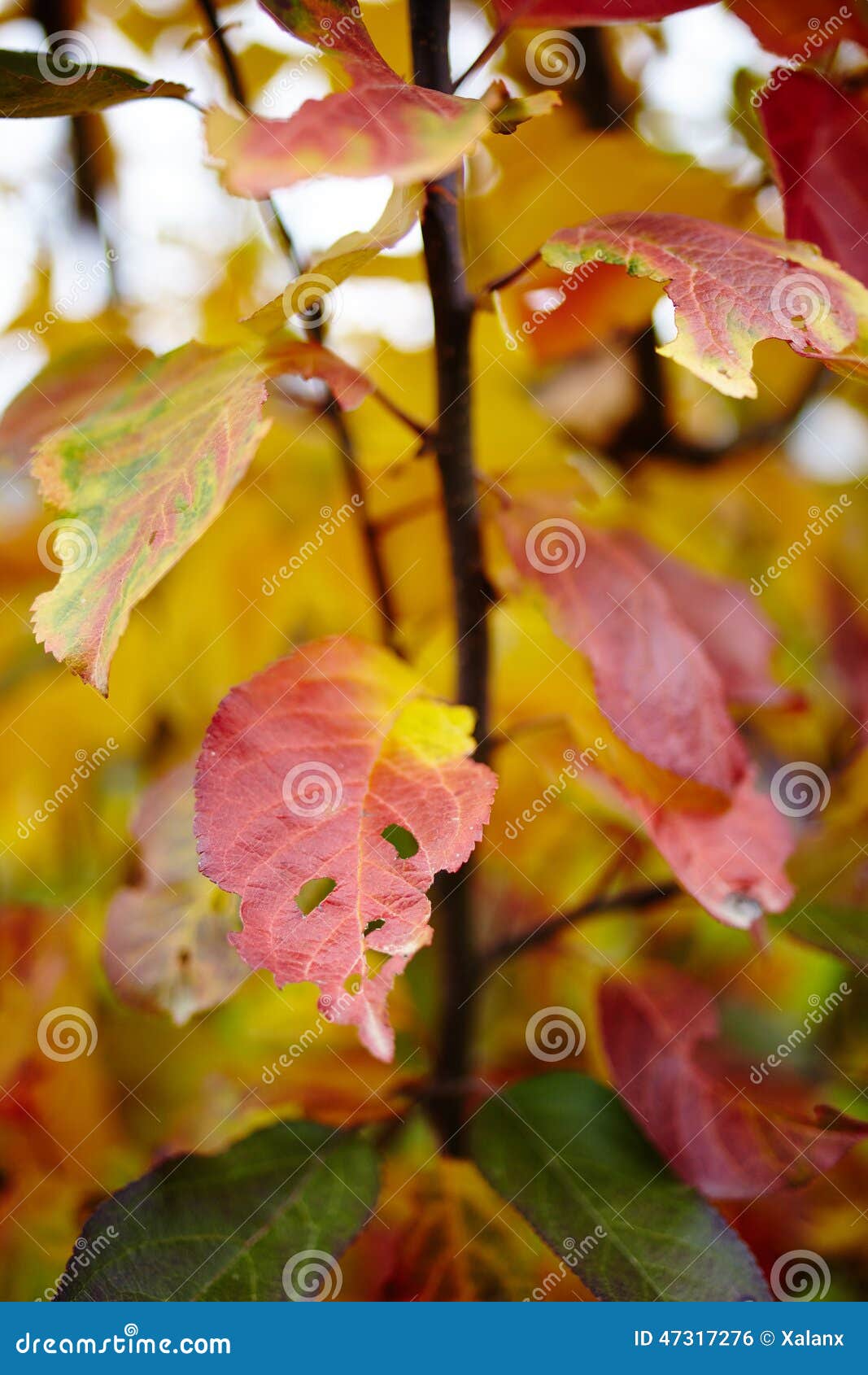 Colorful apple tree leaves stock photo. Image of growth - 47317276