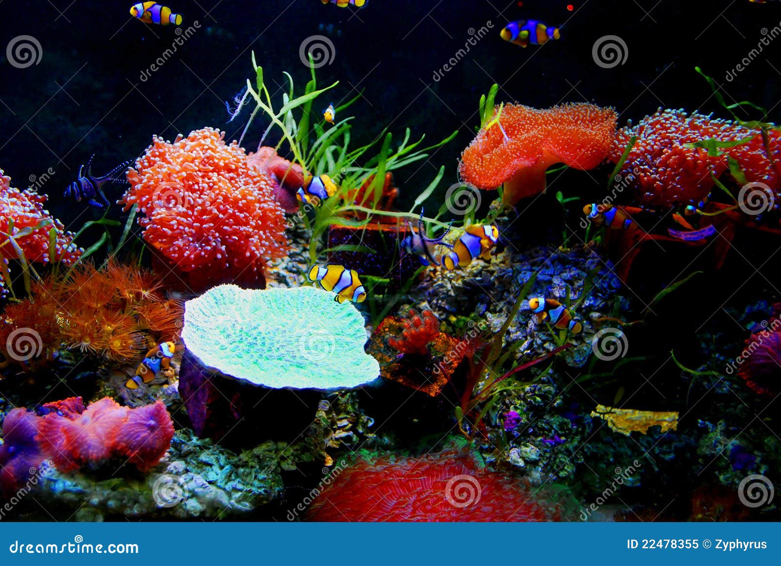 Colorful aquarium stock image. Image of soft, biology - 22478355