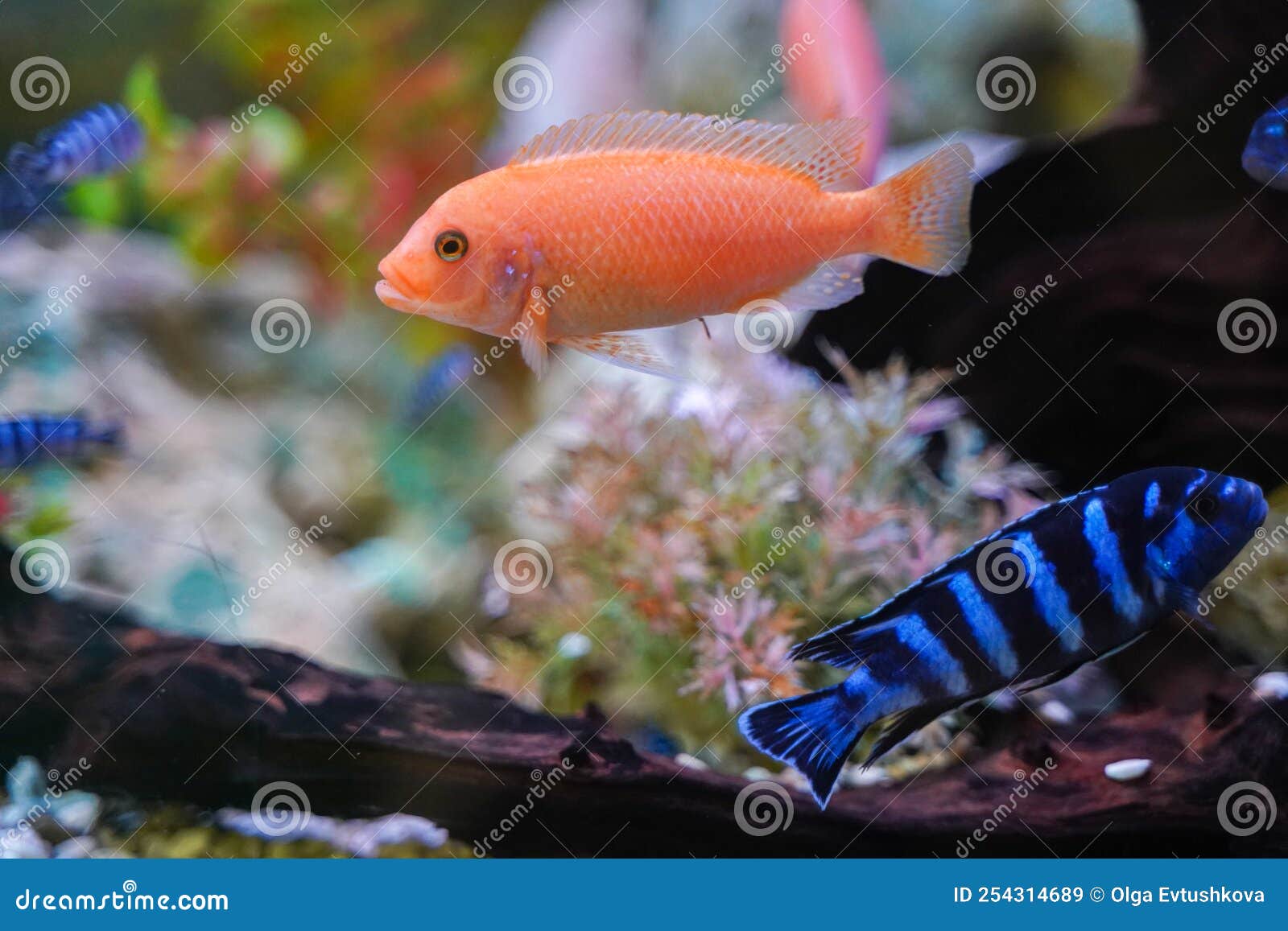 Colorful Aquarium Fish Cichlids Swim in the Aquarium Stock Image ...