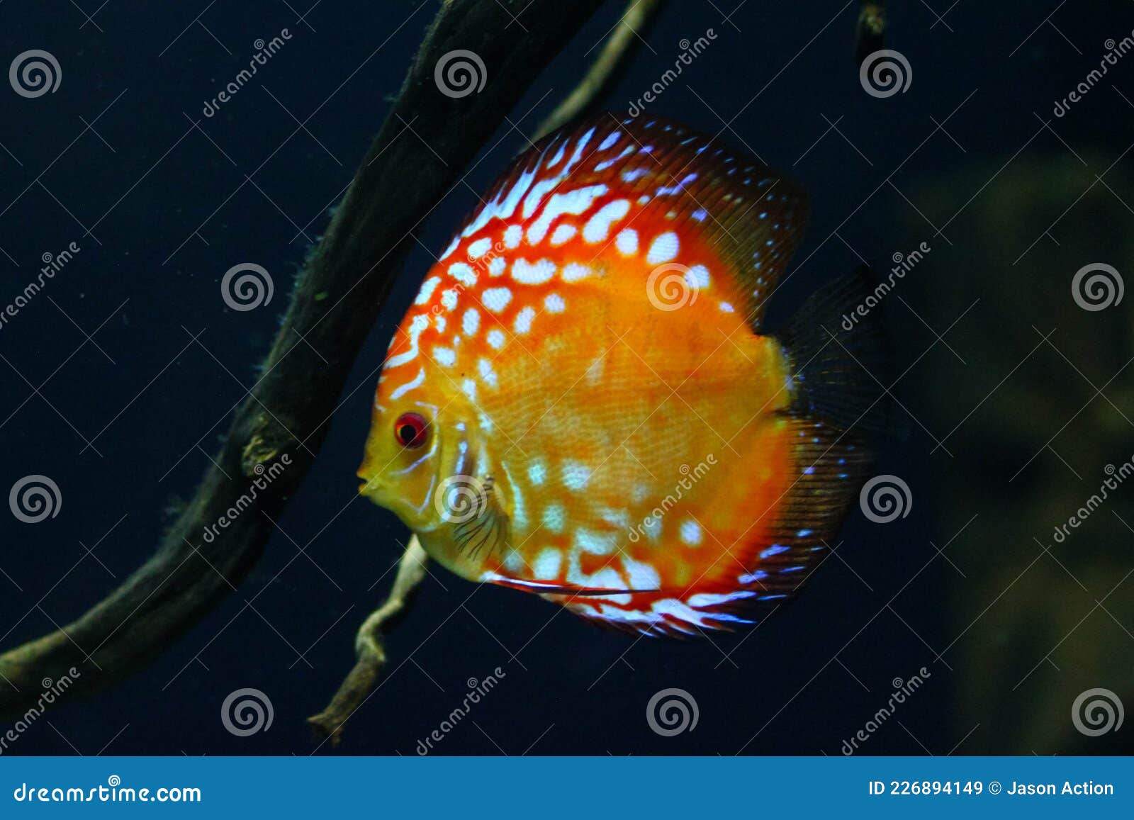Colorful Aquarium Fish with Spots Stock Image - Image of spots, white ...