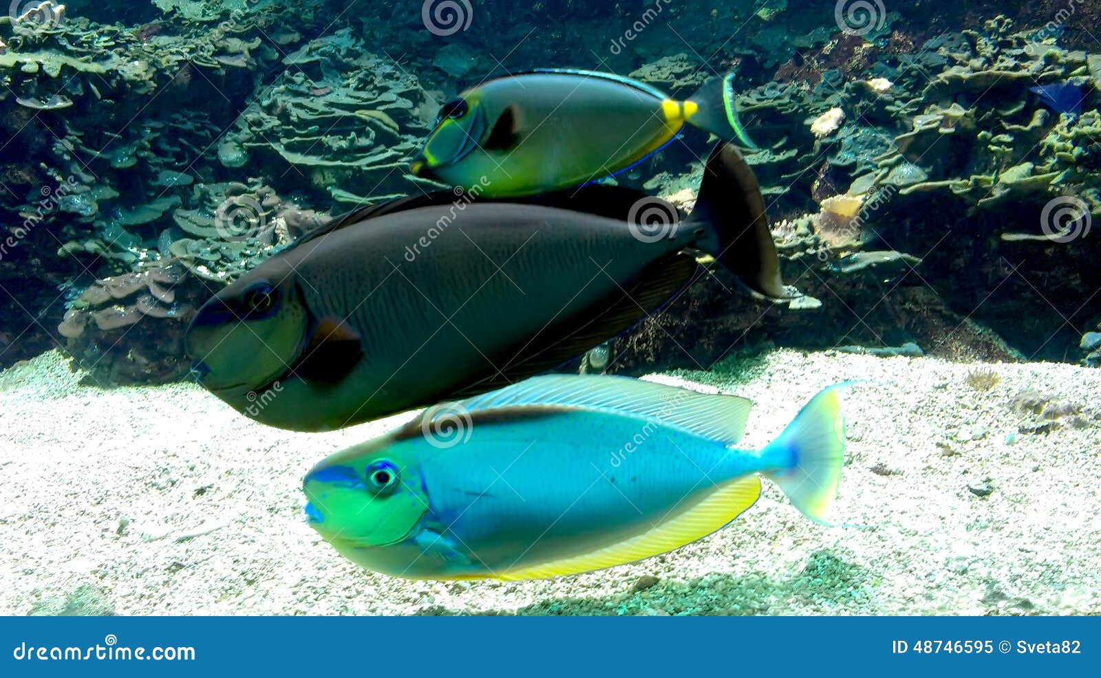 Colorful aquarium fishes stock image. Image of fresh - 48746595